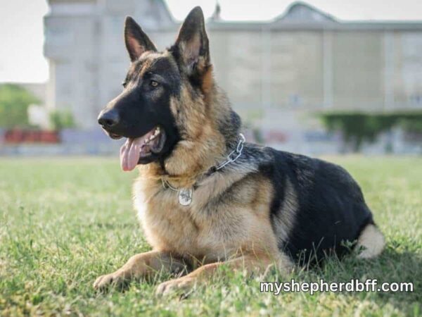 German Shepherd Bloat: Gastric Dilatation and Volvulus (GDV)