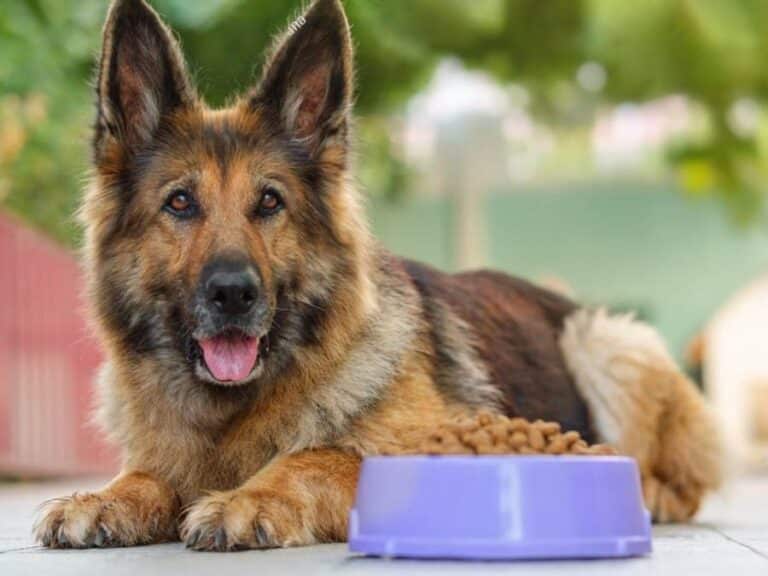 How To Make German Shepherd Back Legs Stronger?