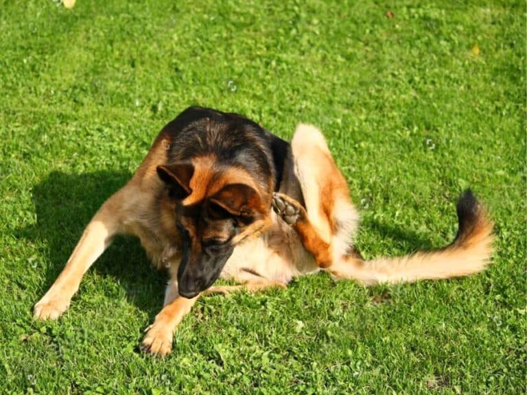 German Shepherd Itchy Skin Treatment At Home