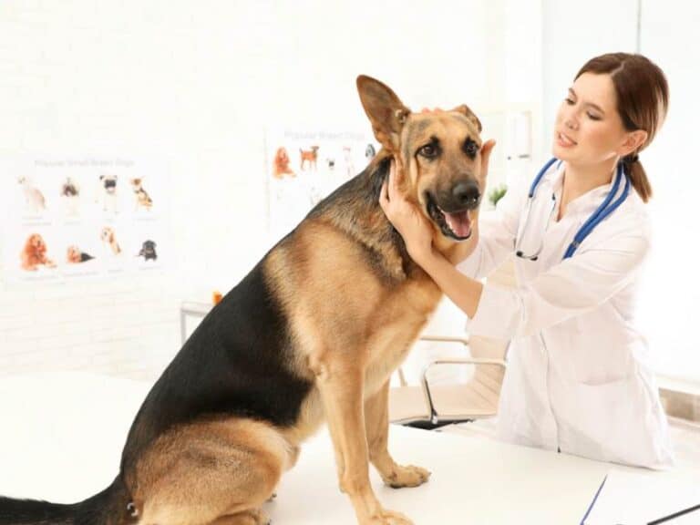 German Shepherd Itchy Skin Treatment At Home