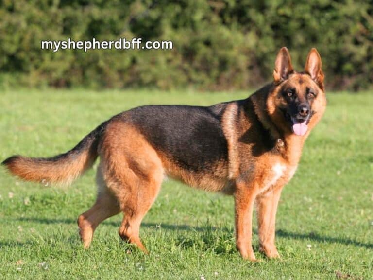 German Shepherd Pyoderma Treatment At Home