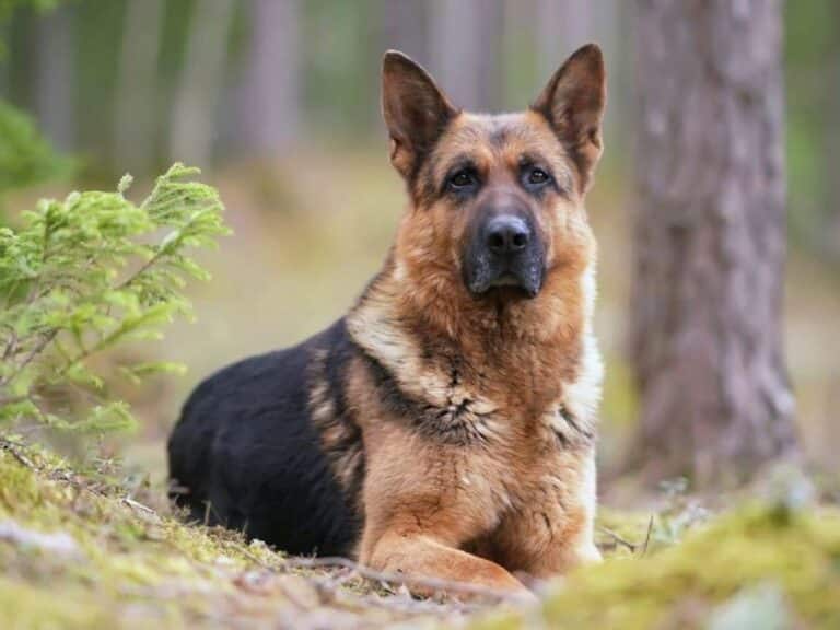 German Shepherd Bloat: Gastric Dilatation and Volvulus (GDV)