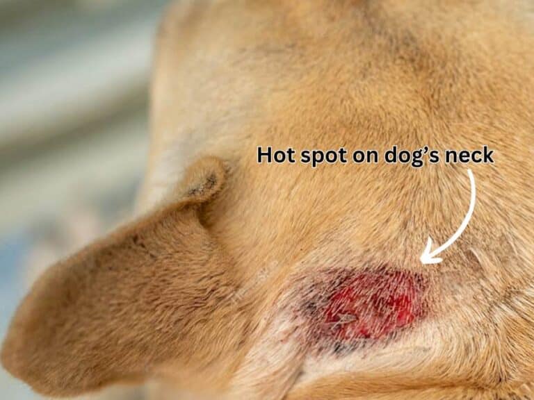 German Shepherd Hot Spots: At-Home Treatment Guide