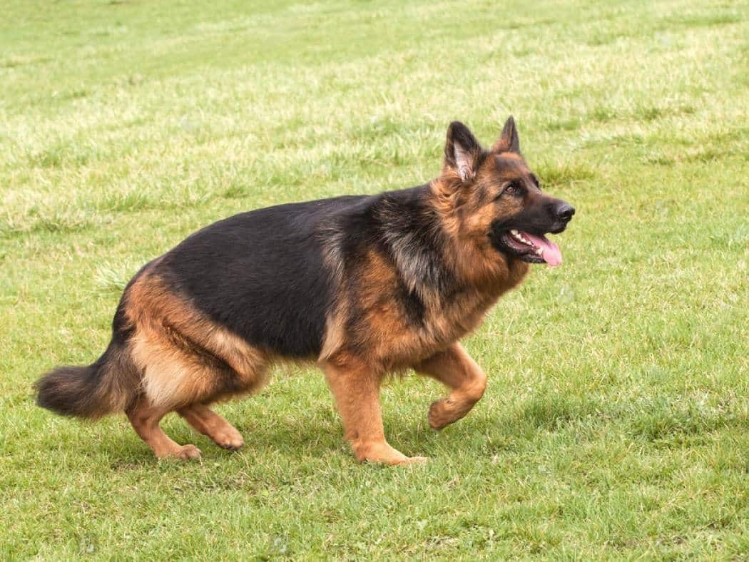 German Shepherd Hip Dysplasia: Signs & Treatments