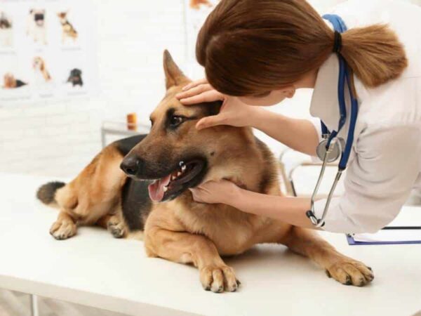 German Shepherd Skin Yeast Infection Treatment At Home
