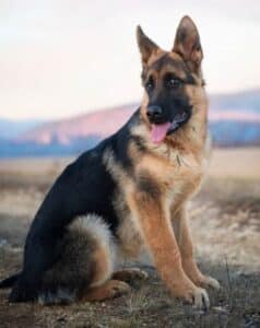 German Shepherd Behavior Stages By Age: Puppy To Senior Years