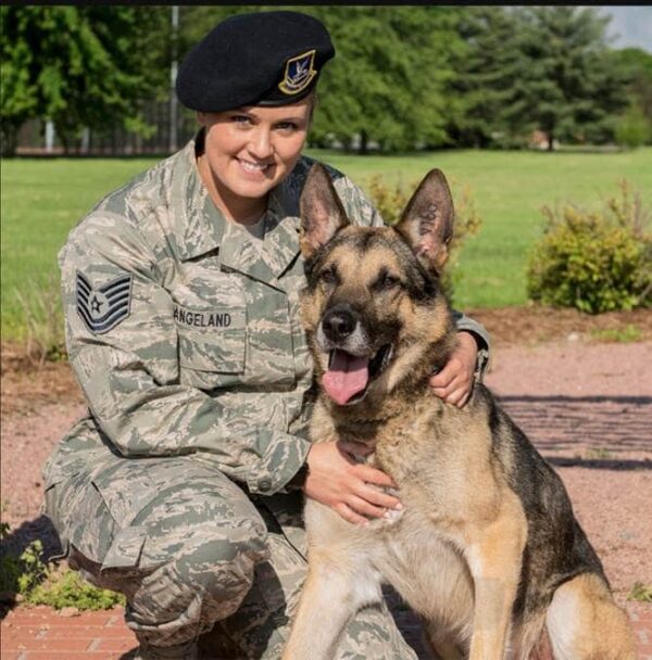 Role & History Of German Shepherd Military Dogs