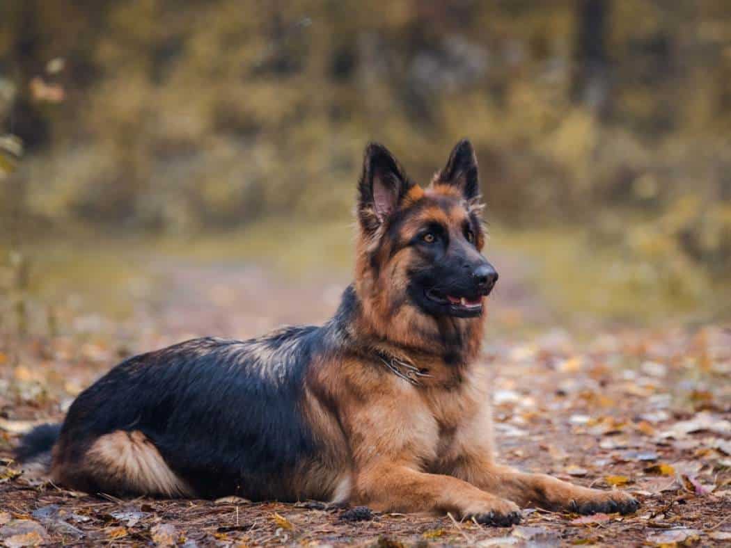 How Long Do Female German Shepherds Live?