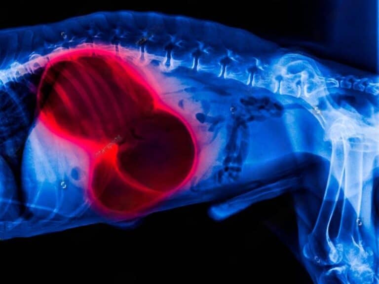 The Most Common Health Issues in German Shepherds