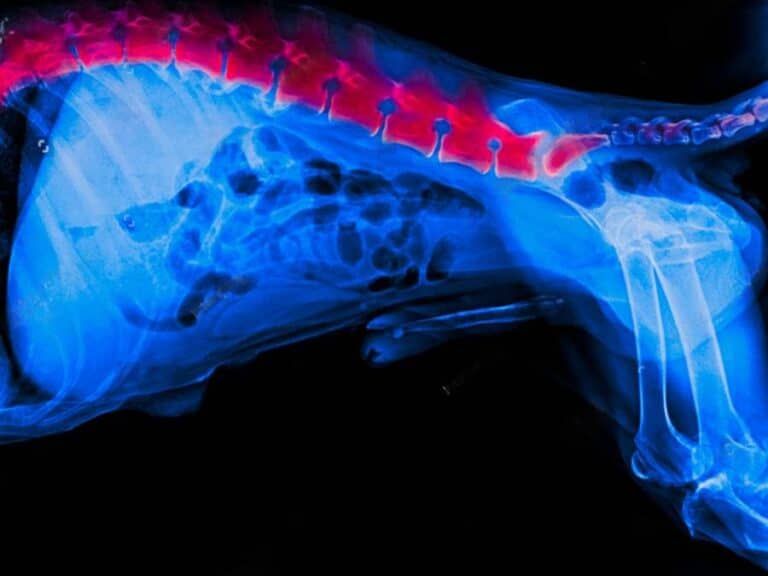 The Most Common Health Issues in German Shepherds