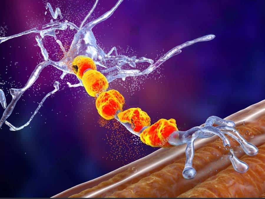 German Shepherd Health Issues: Symptoms & Treatments