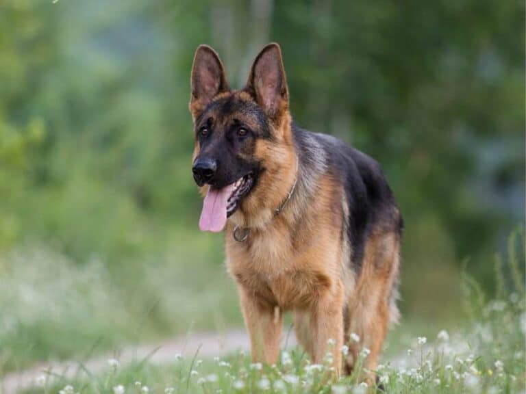 German Shepherd Behavior Stages By Age: Puppy To Senior Years
