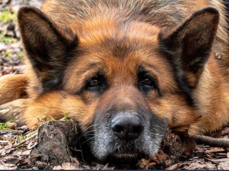 German Shepherd End Of Life Symptoms: 10 Signs Your Dog is Dying