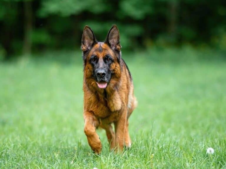 German Shepherd Behavior Stages By Age: Puppy To Senior Years