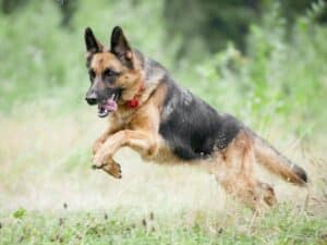 German Shepherd Heat Cycle: Length, Frequency, & Stages