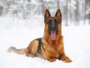 German Shepherd Heat Cycle: Length, Frequency, & Stages