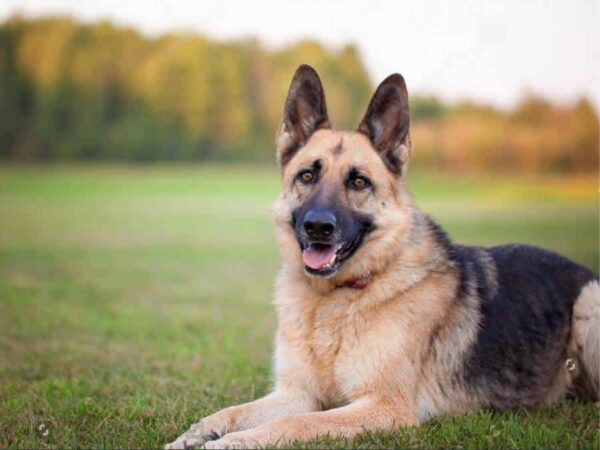 German Shepherd Heat Cycle: Length, Frequency, & Stages