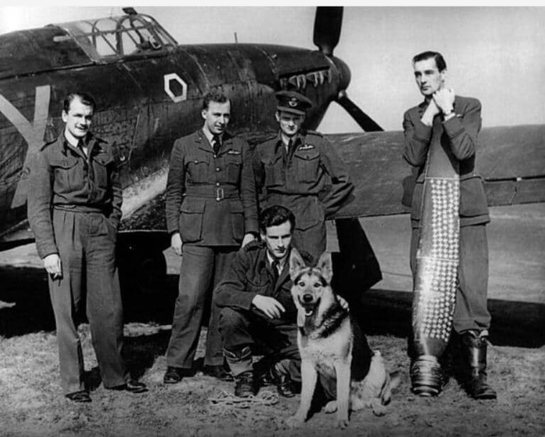 Role & History Of German Shepherd Military Dogs