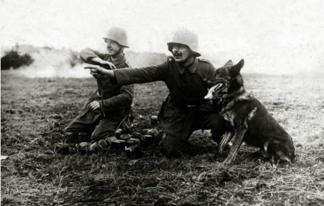 Role & History Of German Shepherd Military Dogs