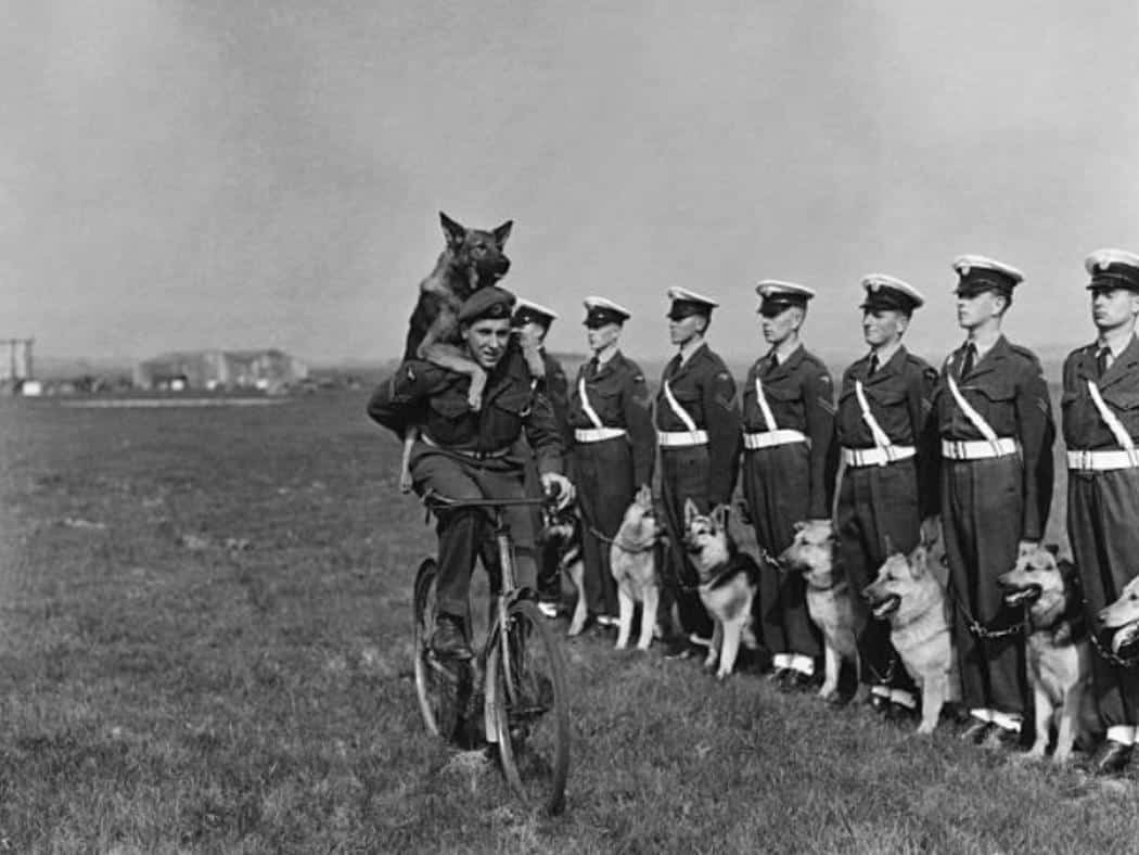 Role & History Of German Shepherd Military Dogs