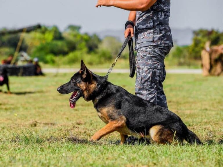 Role & History Of German Shepherd Military Dogs