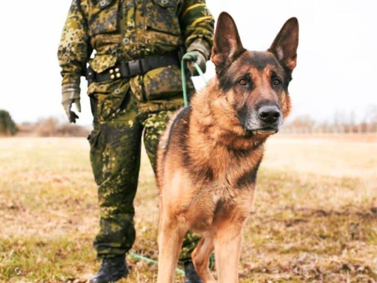 Role & History Of German Shepherd Military Dogs
