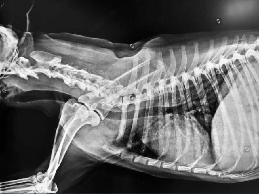 German Shepherd Health Issues: Symptoms & Treatments