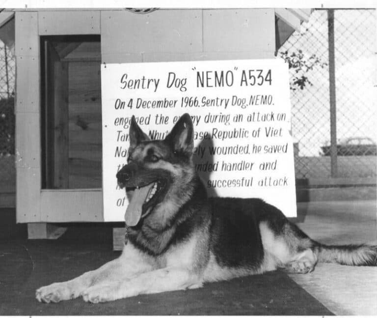 Role & History Of German Shepherd Military Dogs