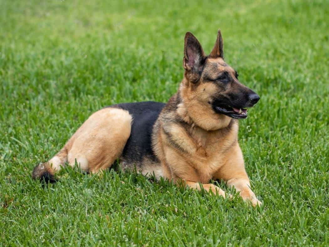 How Long Do Female German Shepherds Live?