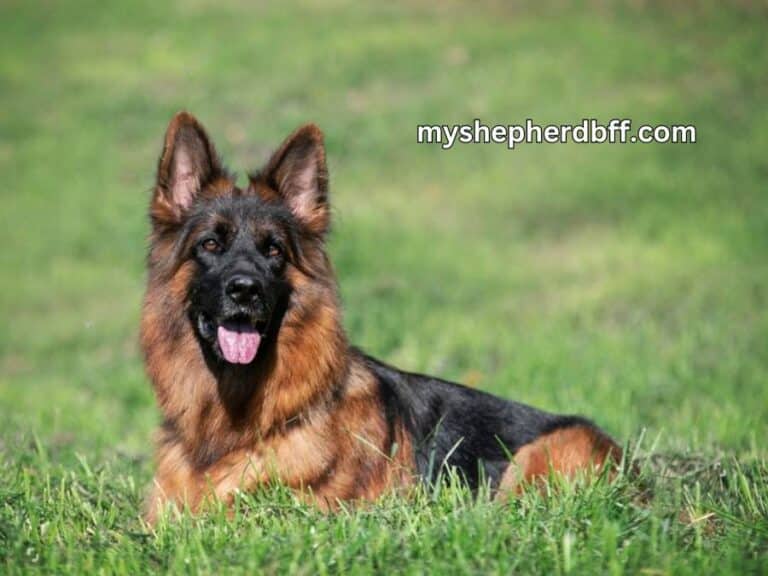 Hemangiosarcoma in German Shepherds: A Deadly Canine Cancer