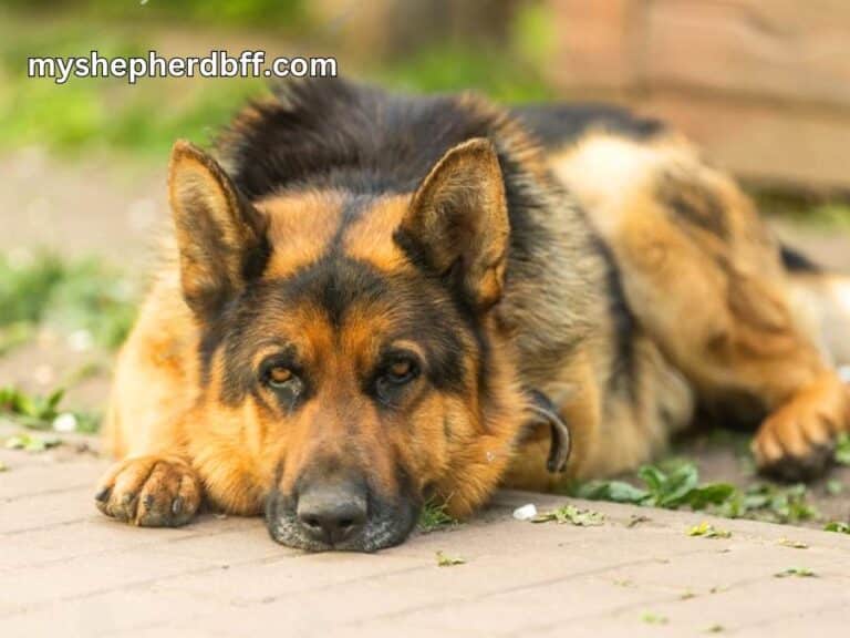 German Shepherd End Of Life Symptoms: 10 Signs Your Dog is Dying