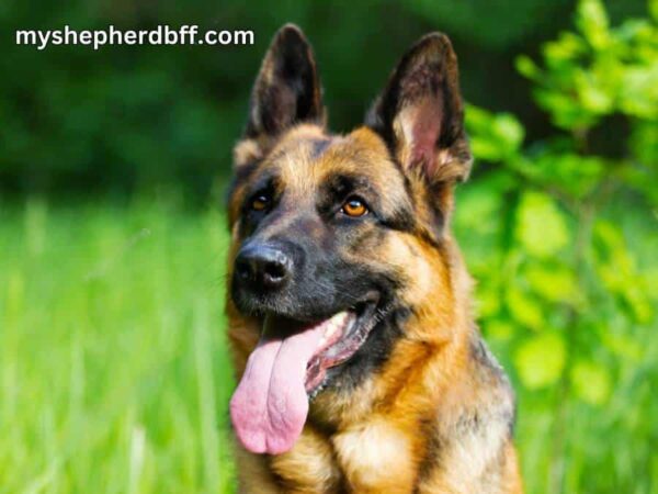 Hemangiosarcoma in German Shepherds: A Deadly Canine Cancer