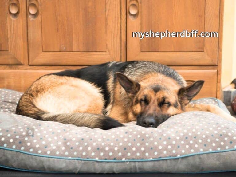 German Shepherd End Of Life Symptoms: 10 Signs Your Dog is Dying