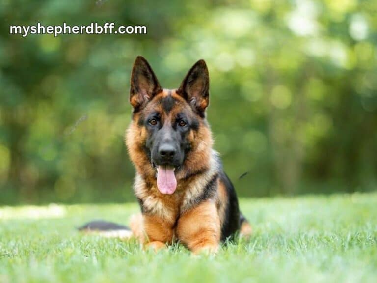 Hemangiosarcoma in German Shepherds: A Deadly Canine Cancer