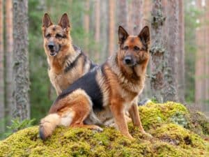 What You Must Know Before Getting a Female German Shepherd