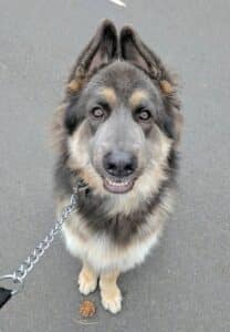 Blue German Shepherds: Pictures, Price & Traits