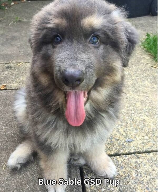 Blue German Shepherds: Pictures, Price & Traits