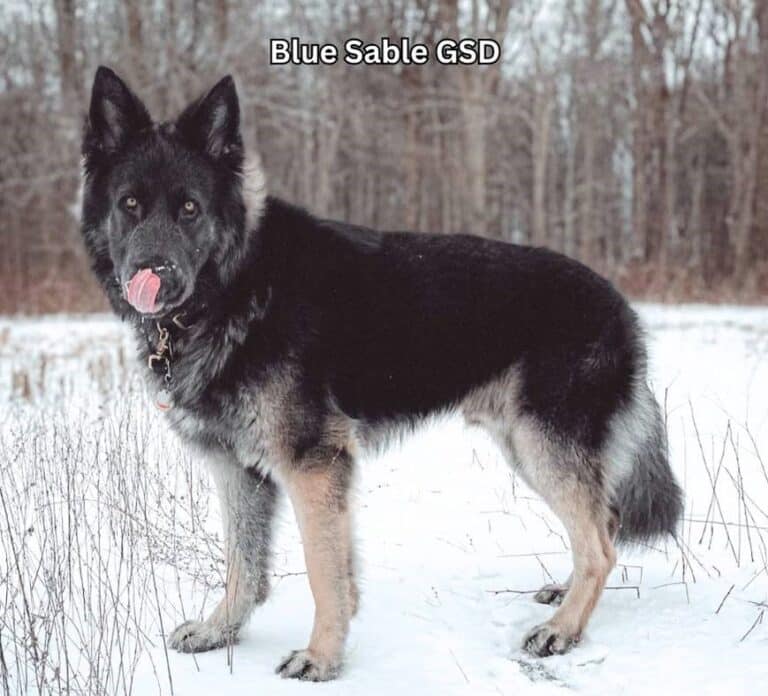 Blue German Shepherds: Pictures, Price & Traits
