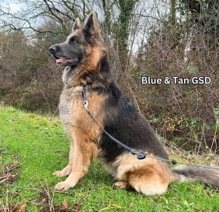 Blue German Shepherds: Pictures, Price & Traits