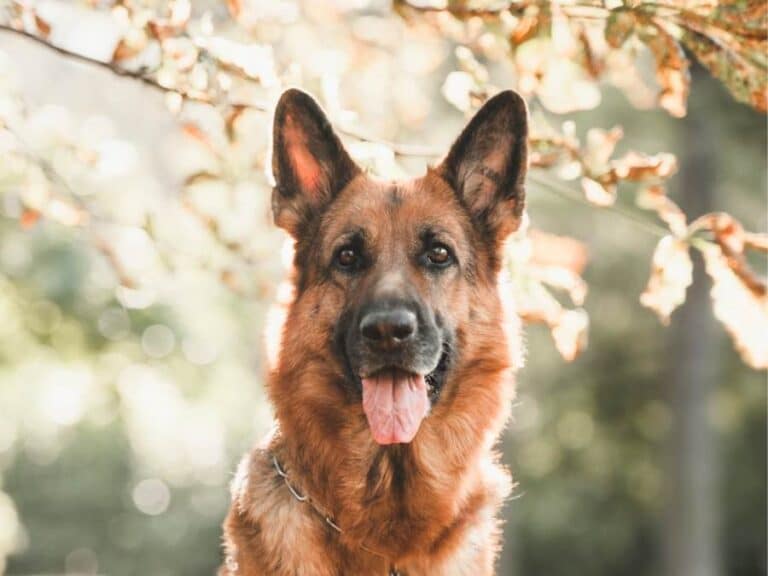 What You Must Know Before Getting a Female German Shepherd