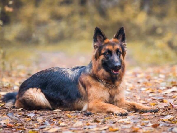 What You Must Know Before Getting a Female German Shepherd