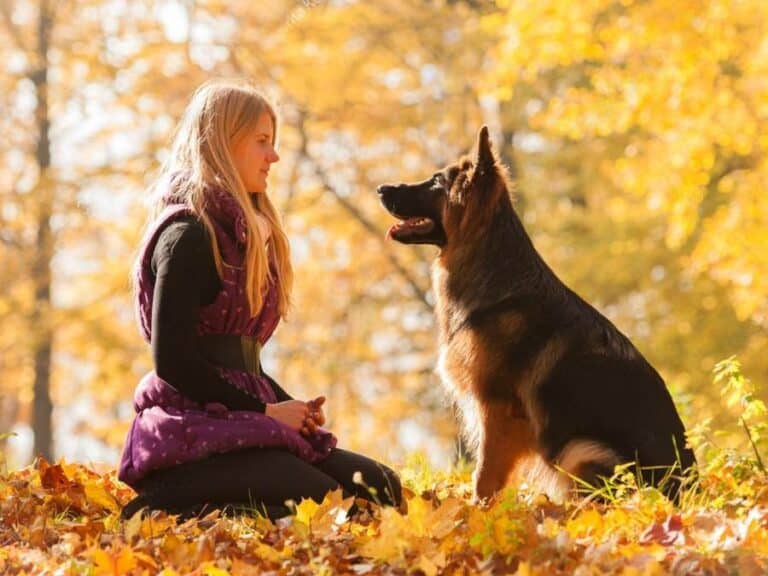 What You Must Know Before Getting a Female German Shepherd