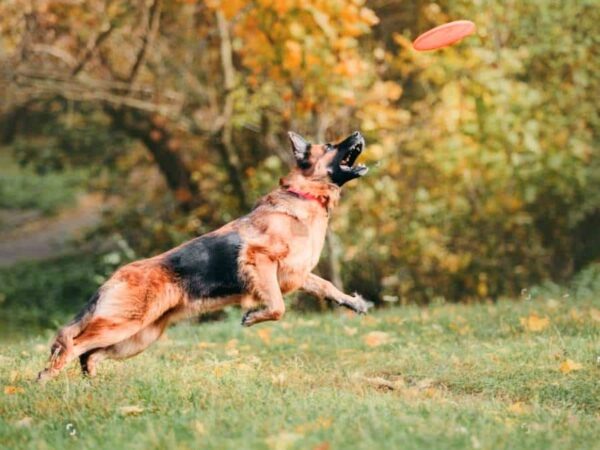 How Much Exercise Does a German Shepherd Need? (Chart Included)