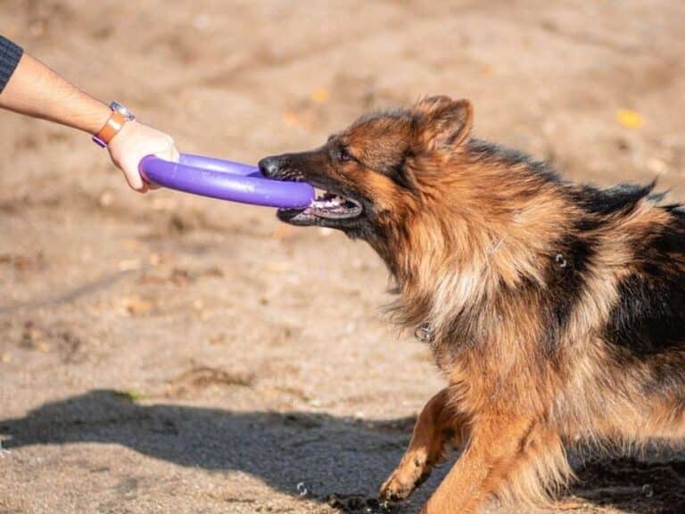 How Much Exercise Does a German Shepherd Need? (Chart Included)