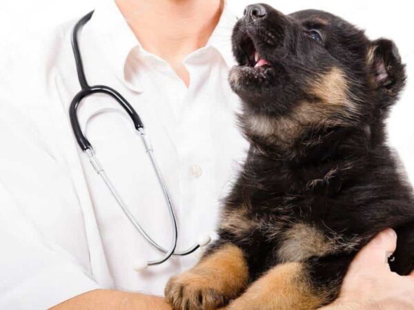 10 Reasons German Shepherds Whine So Much & How To Stop It