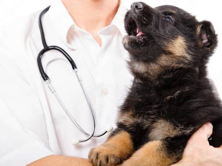 10 Reasons German Shepherds Whine So Much & How To Stop It