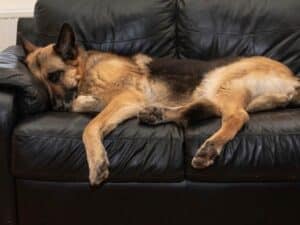 German Shepherd Sleep Habits From Puppyhood to Senior Years