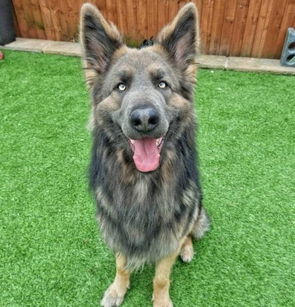 Blue German Shepherds: Pictures, Price & Traits