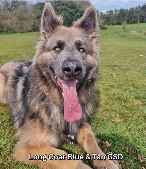 Blue German Shepherds: Pictures, Price & Traits