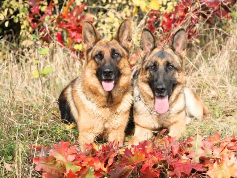 What You Must Know Before Getting a Female German Shepherd
